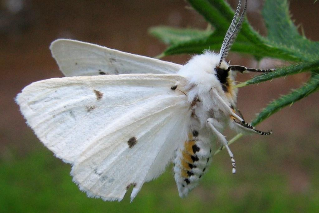 Majestic Moth? – Genuine Genesis – Reclaiming human value through God's ...